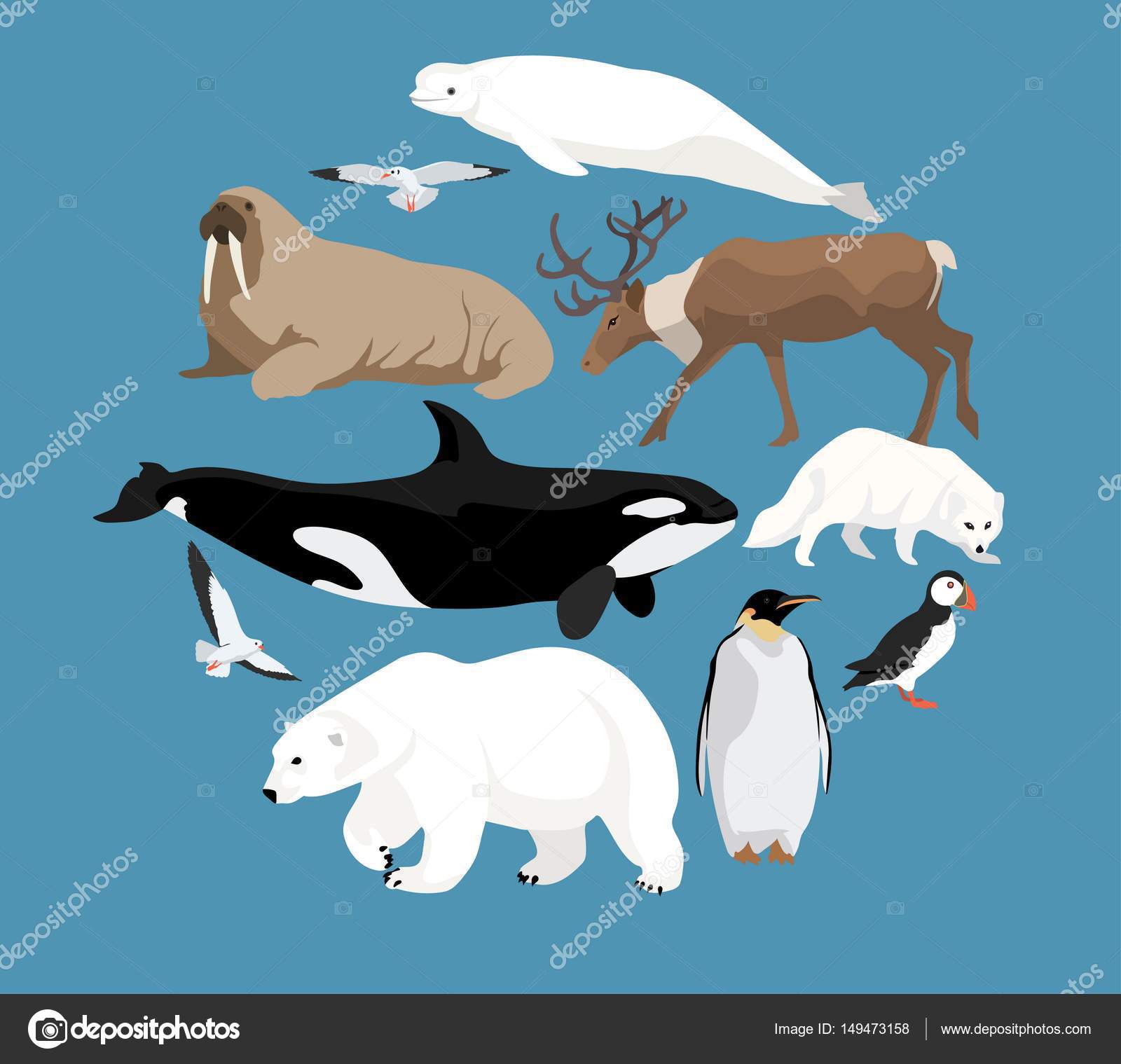Colección de animales polares vector, gráfico vectorial © levente ...