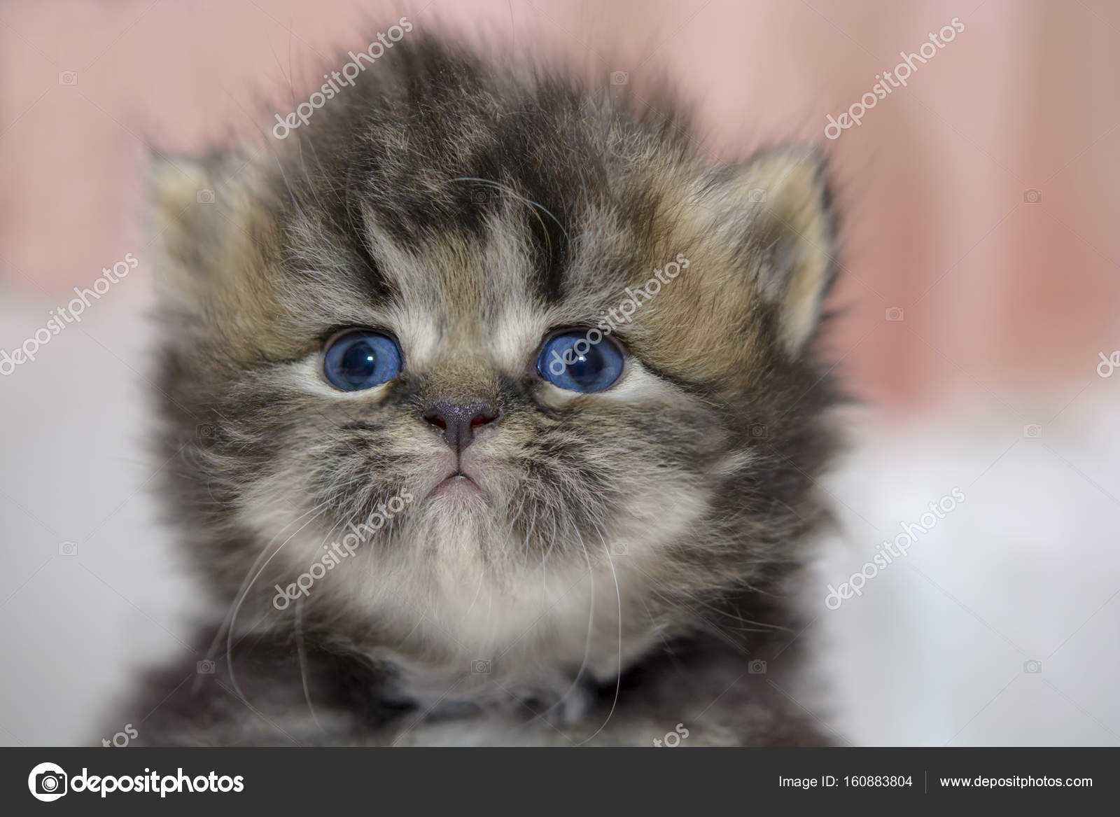 Cute Persian Cat Kitten