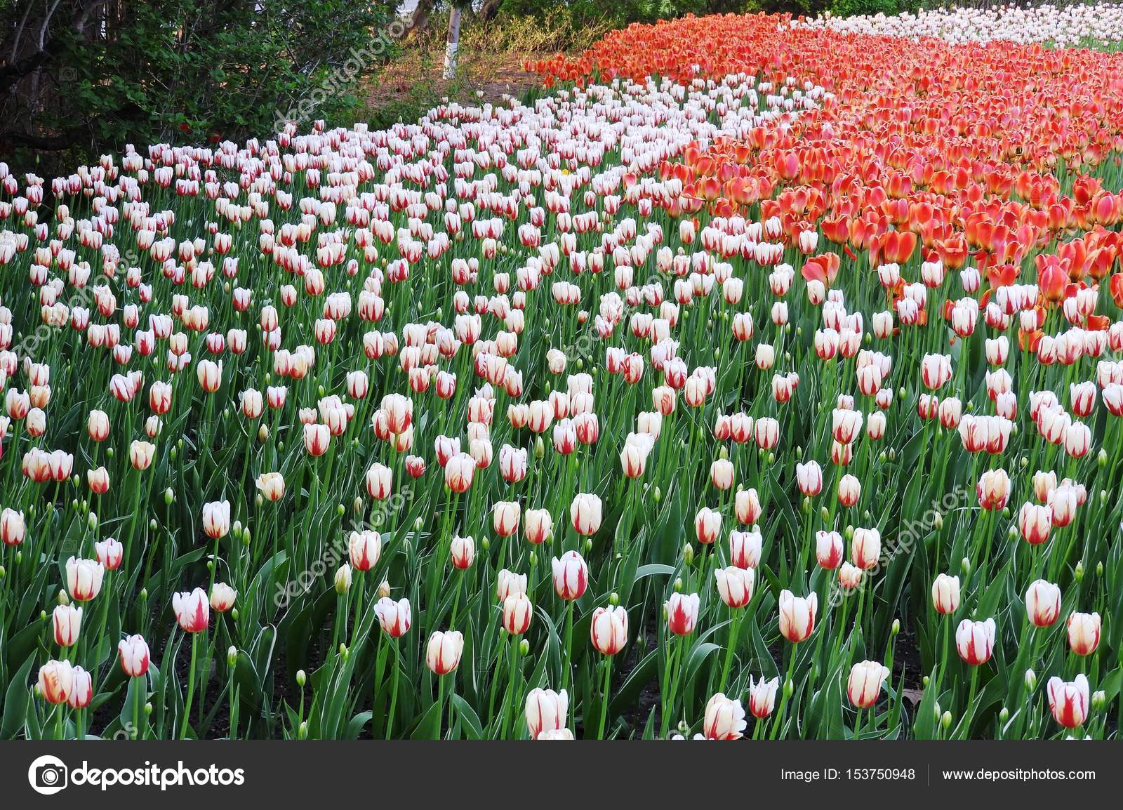 Beautiful spring scenery in the park — Stock Photo © svetlana_2007 ...