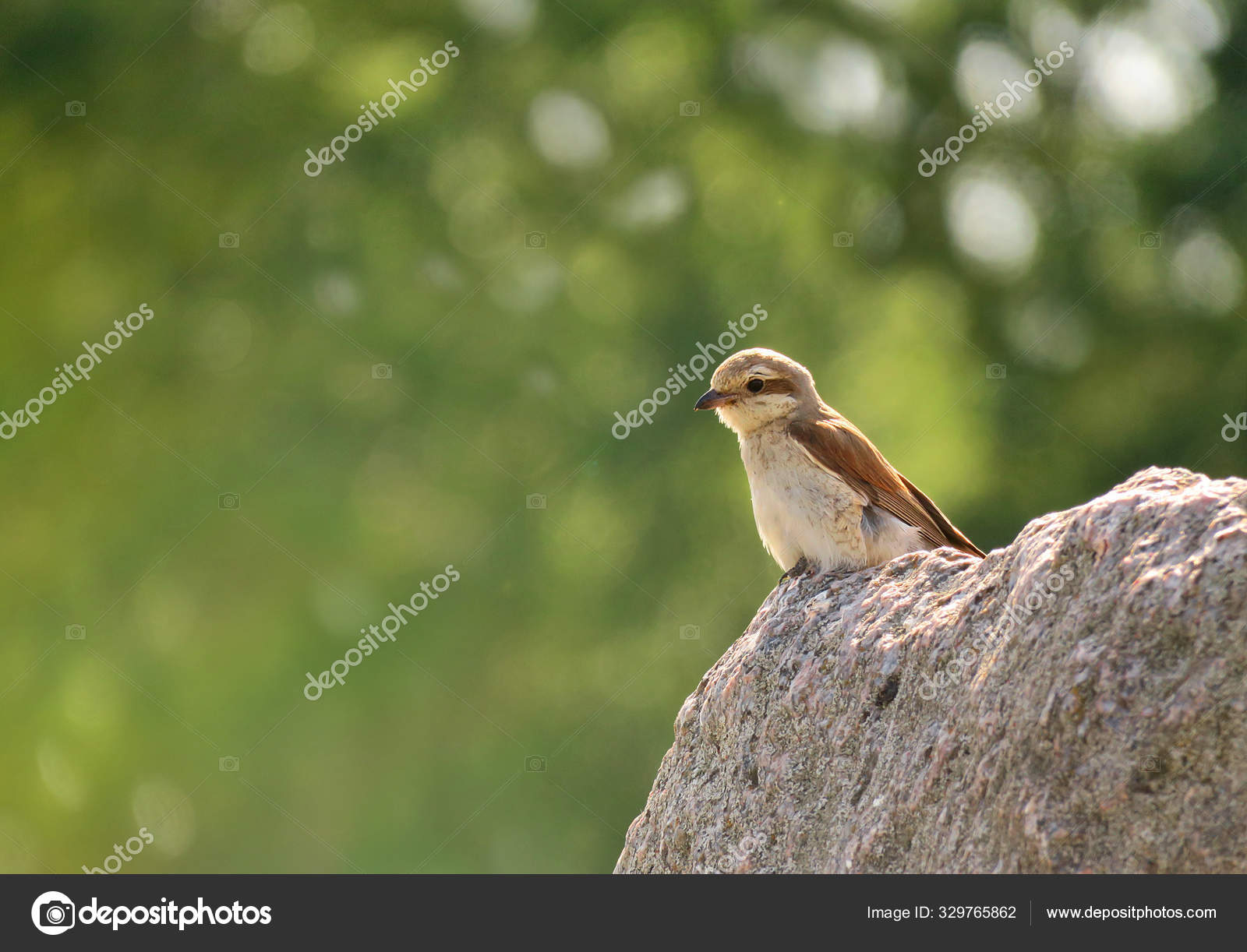 Cute Little Bird Sitting Rock High Spring Beautiful Bokeh Effect Stock ...