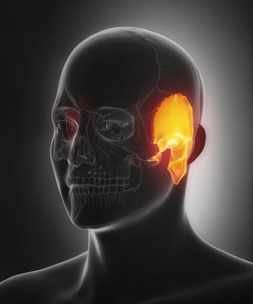 Fotos de Osso temporal, Imagens de Osso temporal sem royalties ...