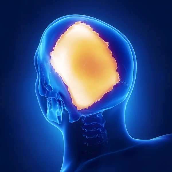 Human skull Left parietal bone Stock Photo by ©CLIPAREA 125322520