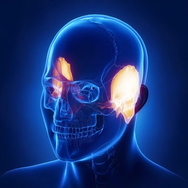 Temporal bone anatomy - Stock Image - Everypixel