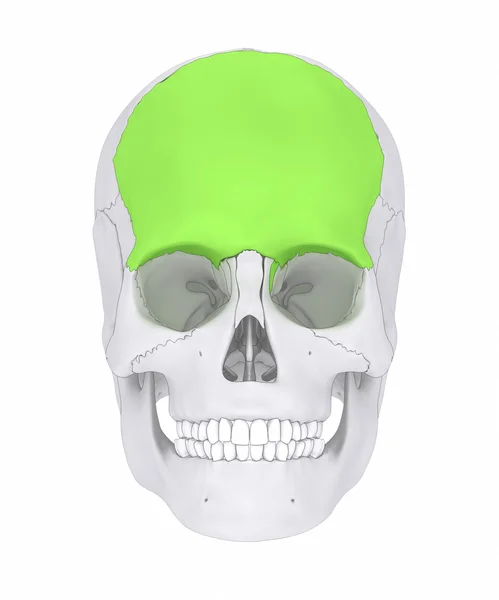 Frontal bone Stock Photos, Royalty Free Frontal bone Images | Depositphotos