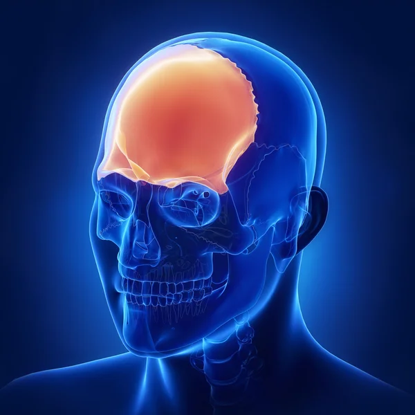 Frontal bone Stock Photos, Royalty Free Frontal bone Images | Depositphotos
