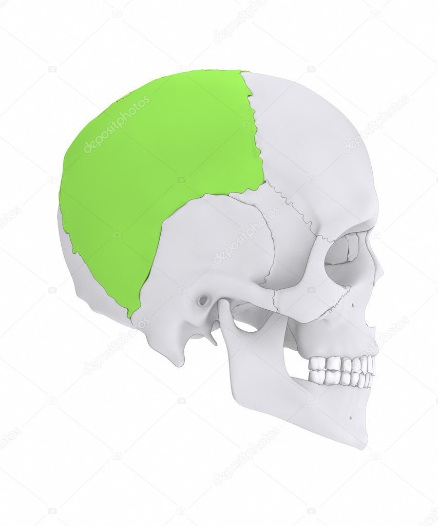 Parietal Bone Skull