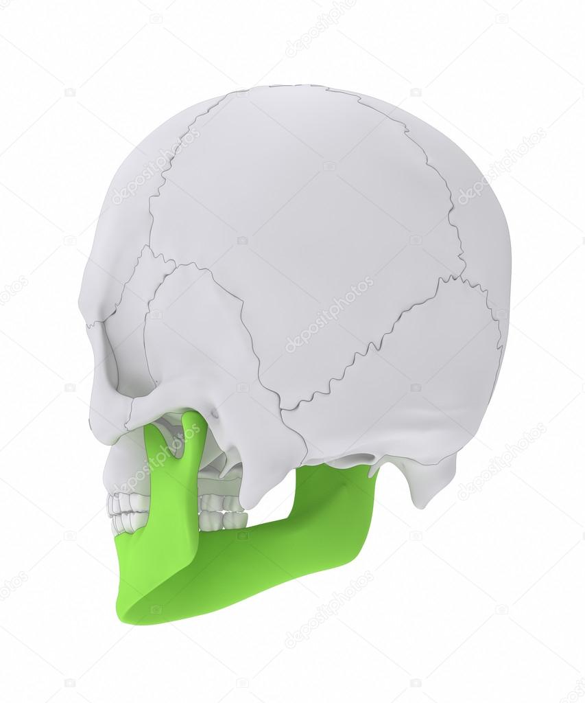 Mndible, hueso mandibula de la mandíbula: fotografía de stock ...