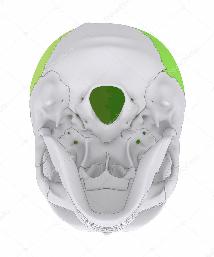 Human skull parietal bone Stock Photo by ©CLIPAREA 125322134