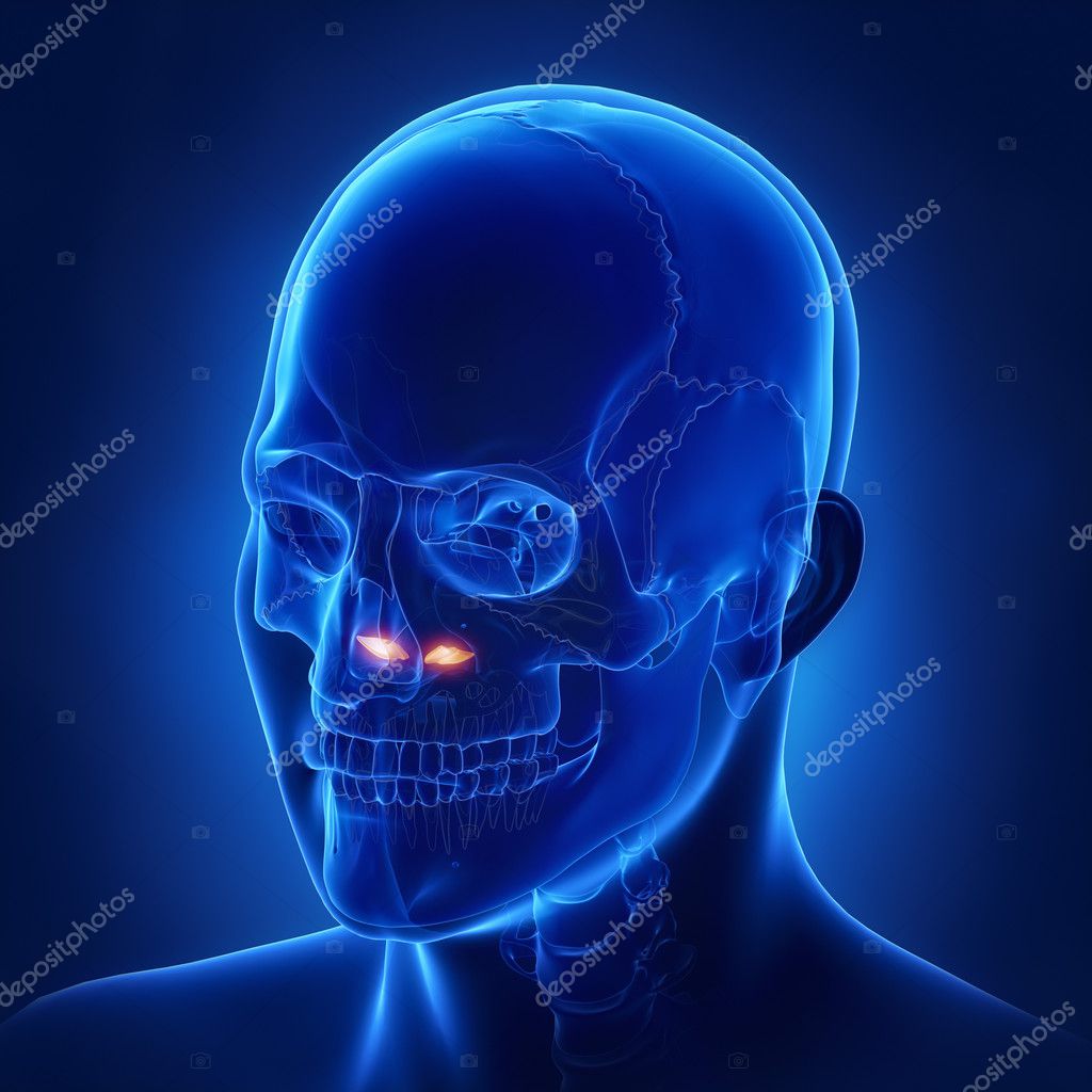 Inferior nasal concha bone Stock Photo by ©CLIPAREA 125322178
