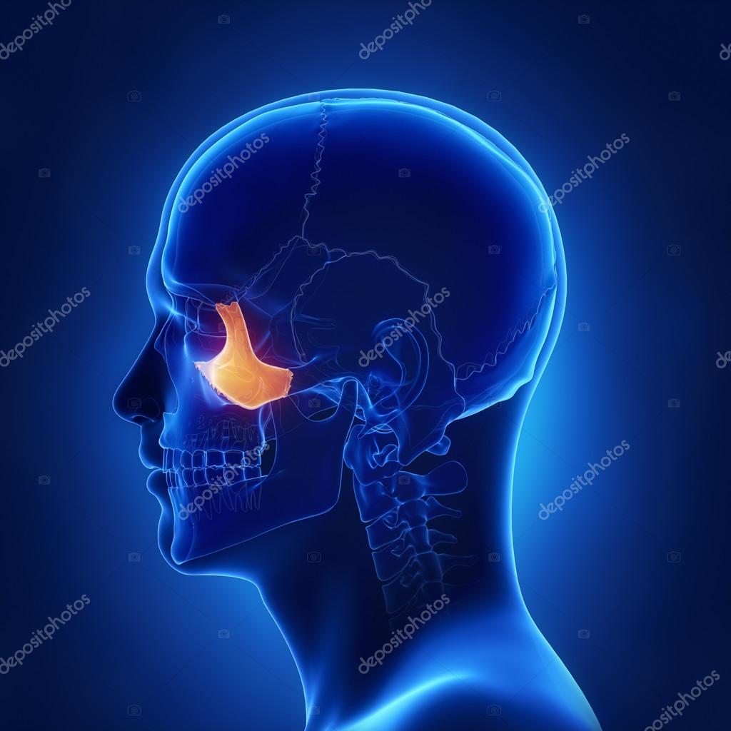 Cráneo Anatomía ósea cigomática 2022