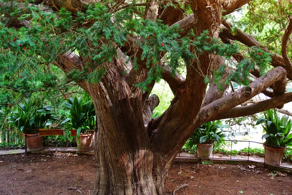 Moorish tree fotos de stock, imágenes de Moorish tree sin royalties ...