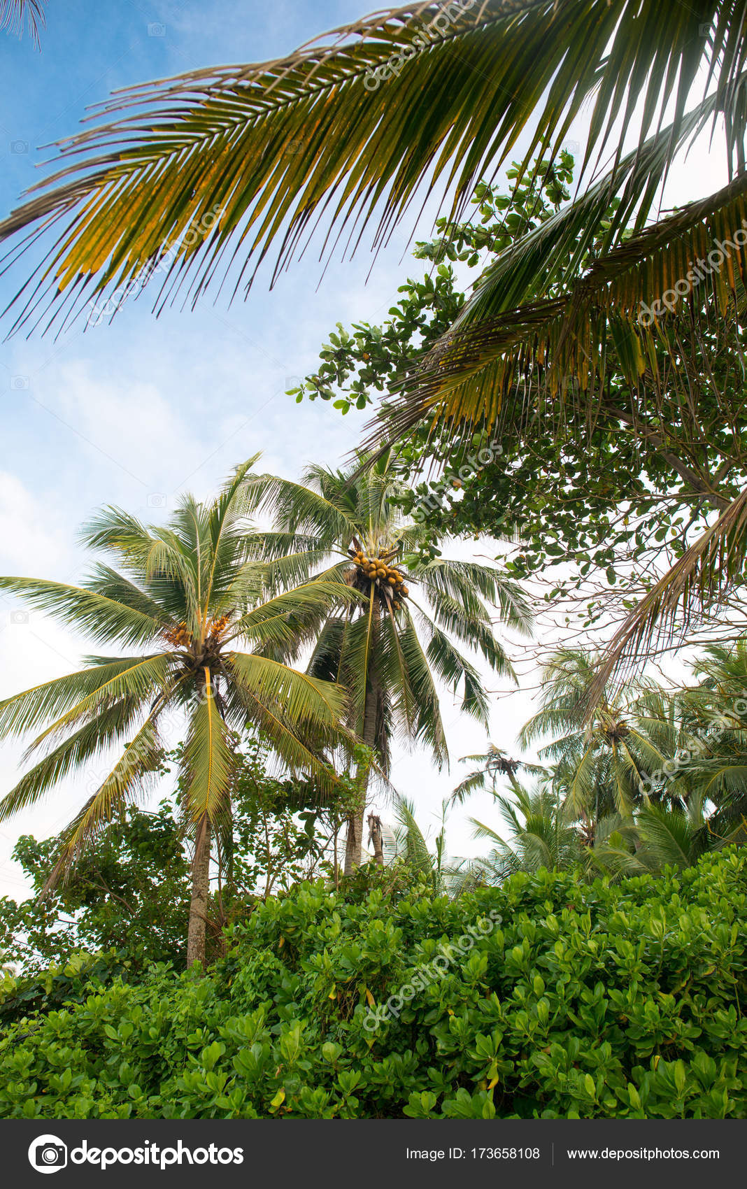 Rainforest with coconut palm trees — Stock Photo © alebloshka #173658108