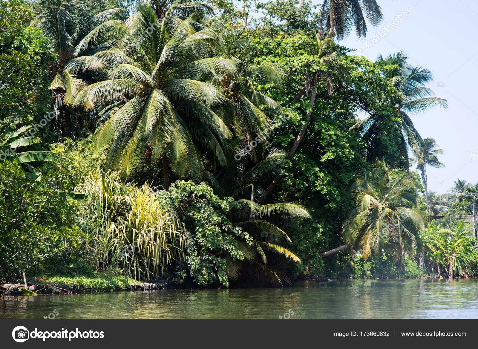 Tropical trees over river Stock Photo by ©alebloshka 173660832