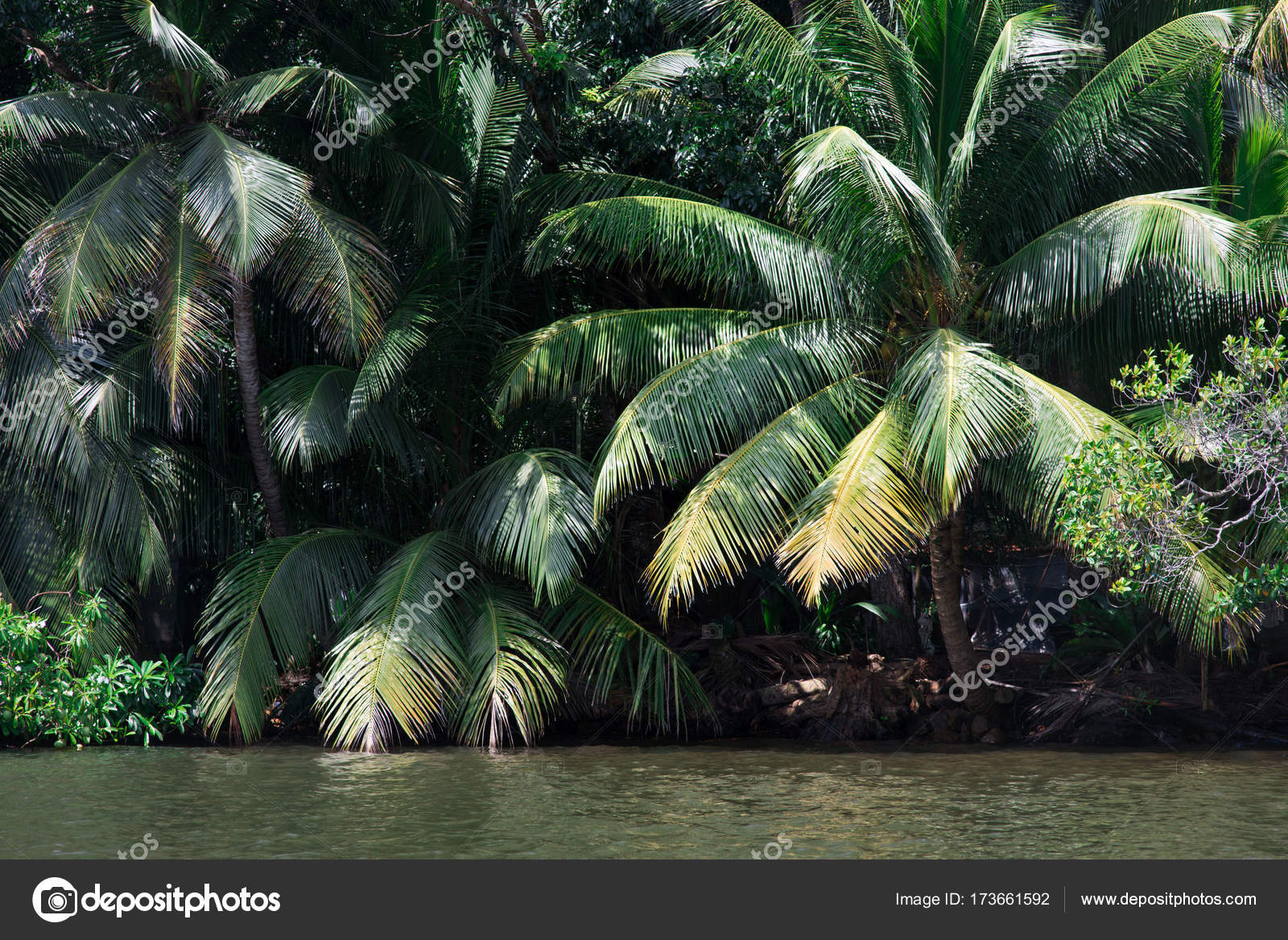 Palms over river — Stock Photo © alebloshka #173661592