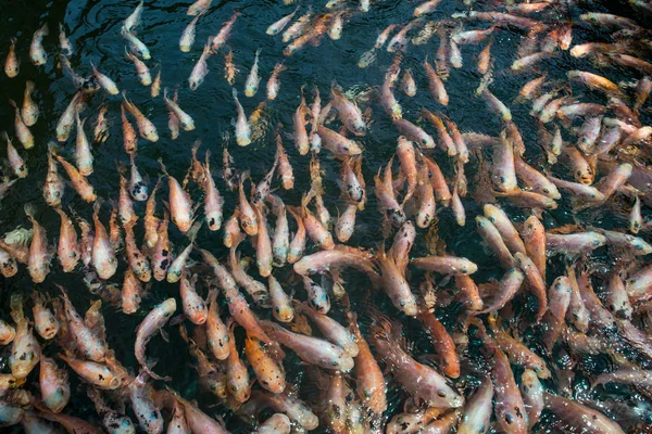 Faune au japon Stock Photos, Royalty Free Faune au japon Images ...