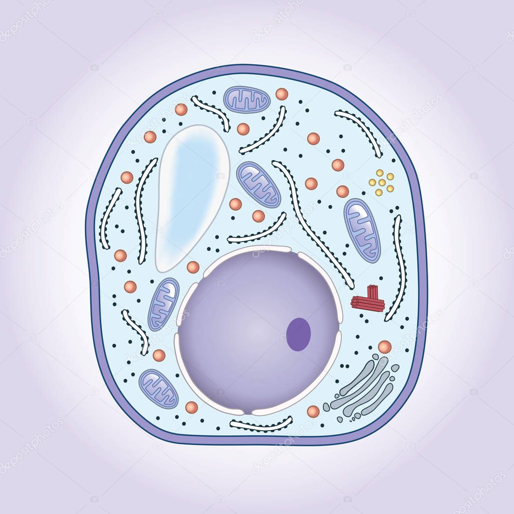 Struttura Cellulare Fungina