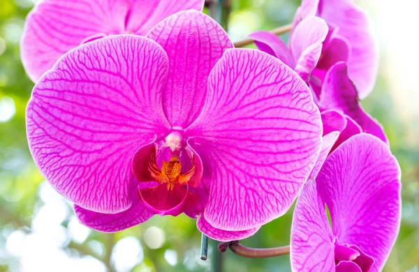 Orchidea rajz Stock Photos, Royalty Free Orchidea rajz Images ...