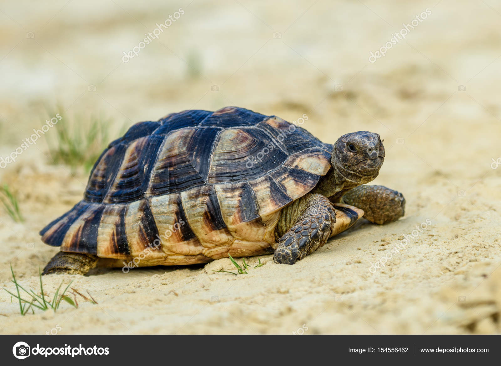 Turtle Testudines differ from other reptiles mainly because their body ...