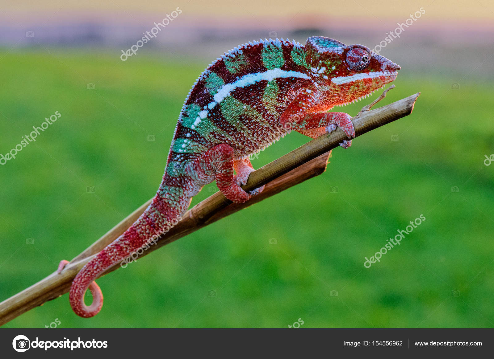 Chameleon (Chamaeleoninae) is a group of lizard species of the ...