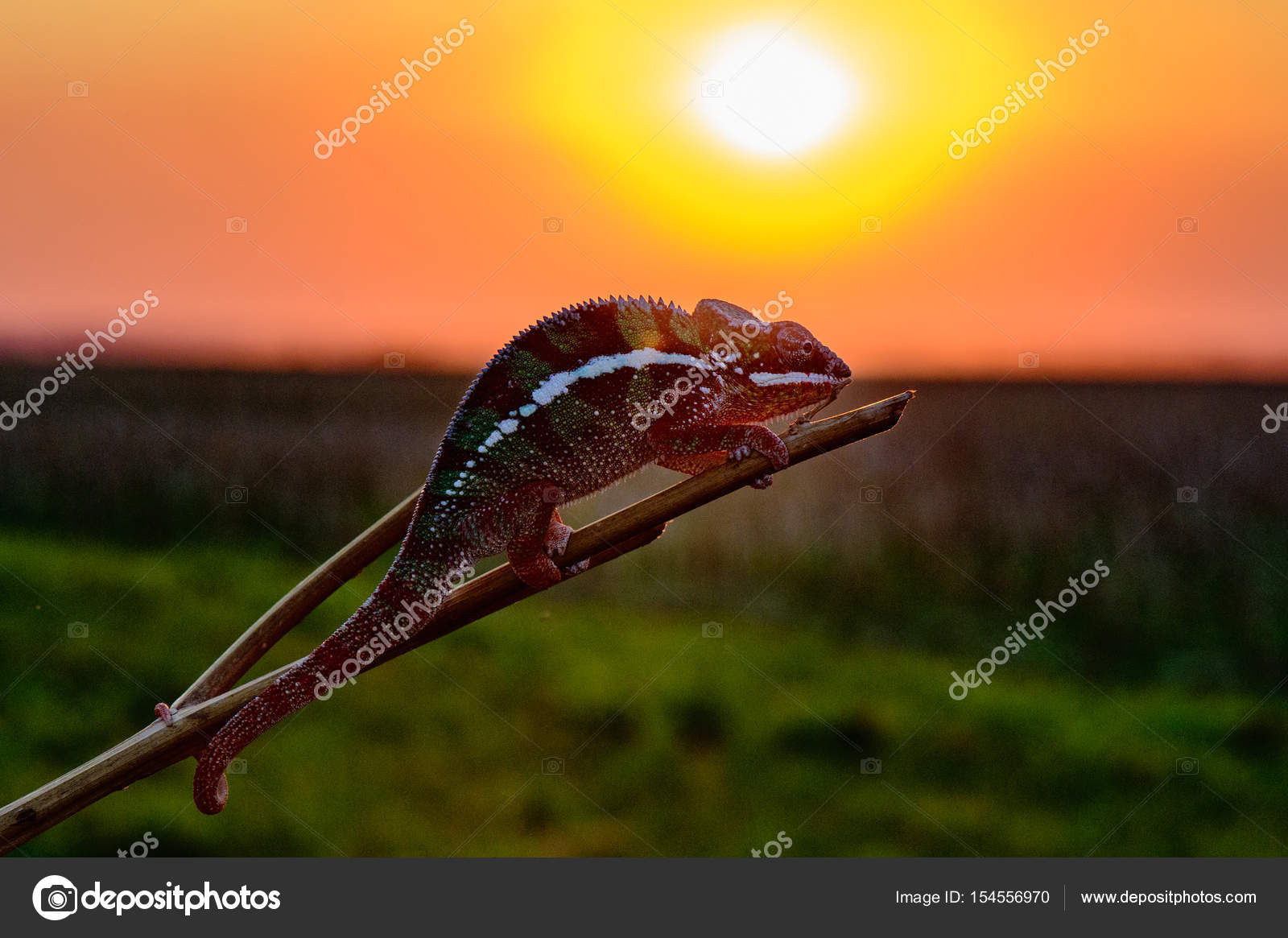Chameleon (Chamaeleoninae) is a group of lizard species of the ...