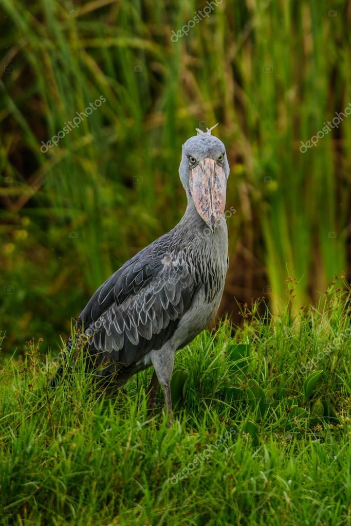 Balaeniceps africano (Balaeniceps rex) es un gran ave africana del ...