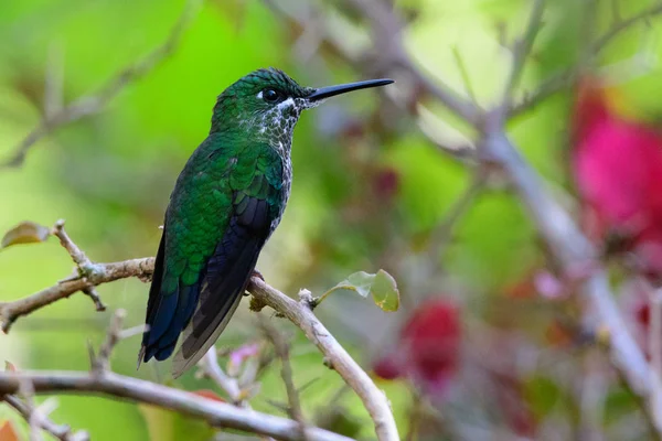 Hummingbird Trochilidae Flying Gems Costa Rica Panama Stock Photo by ...