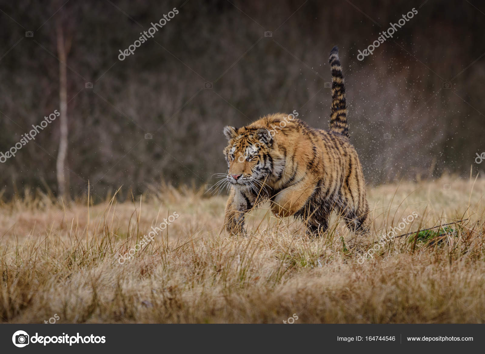 Siberian tiger from front view, runing to hunt down prey in winter on ...