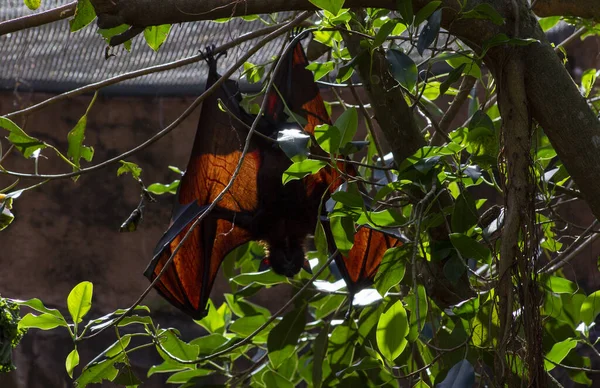 Black dorsal monarch Stock Photos, Royalty Free Black dorsal monarch ...