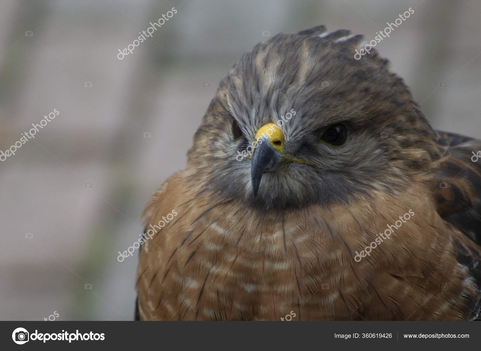 Hawk With Yellow Beak