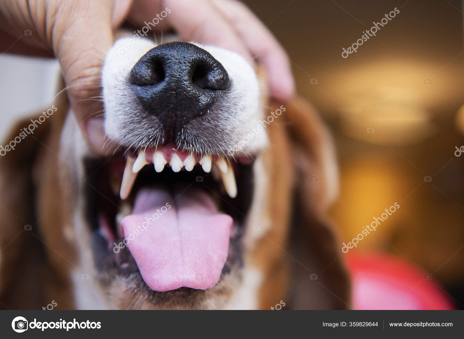 Do Dogs Teeth Decay