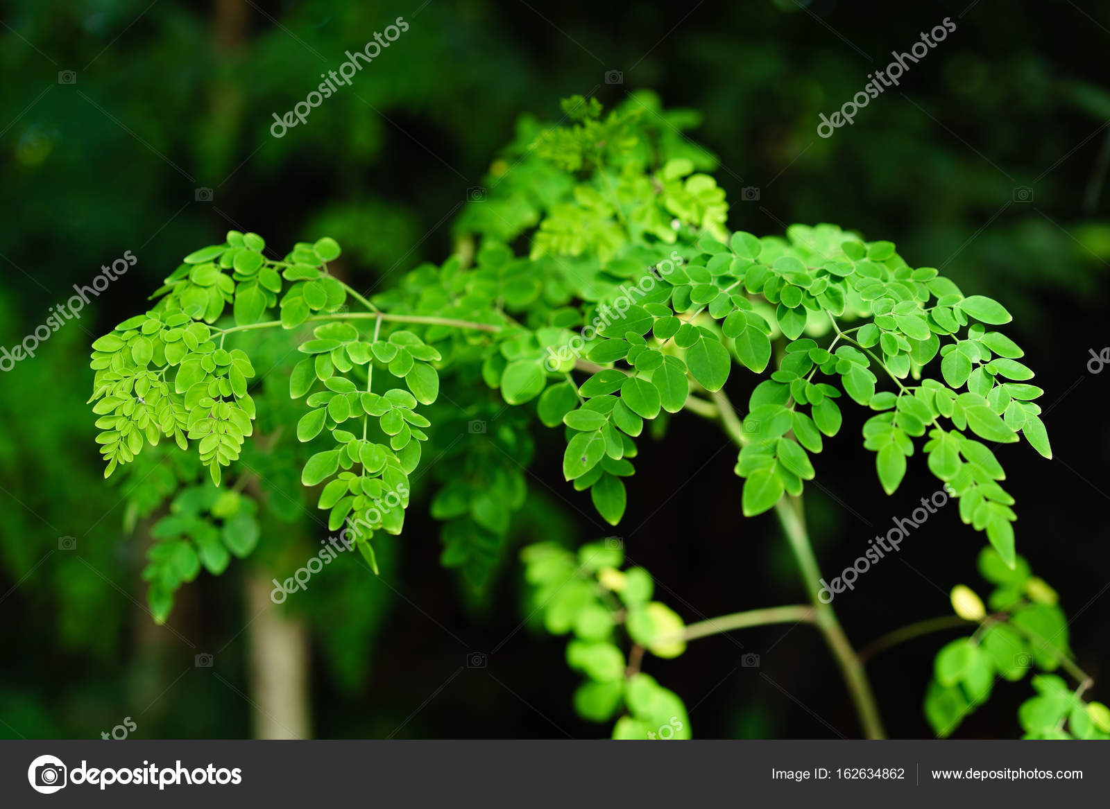 Drumstick herb tree or Malunggay tree Stock Photo by ©hendraxu 162634862