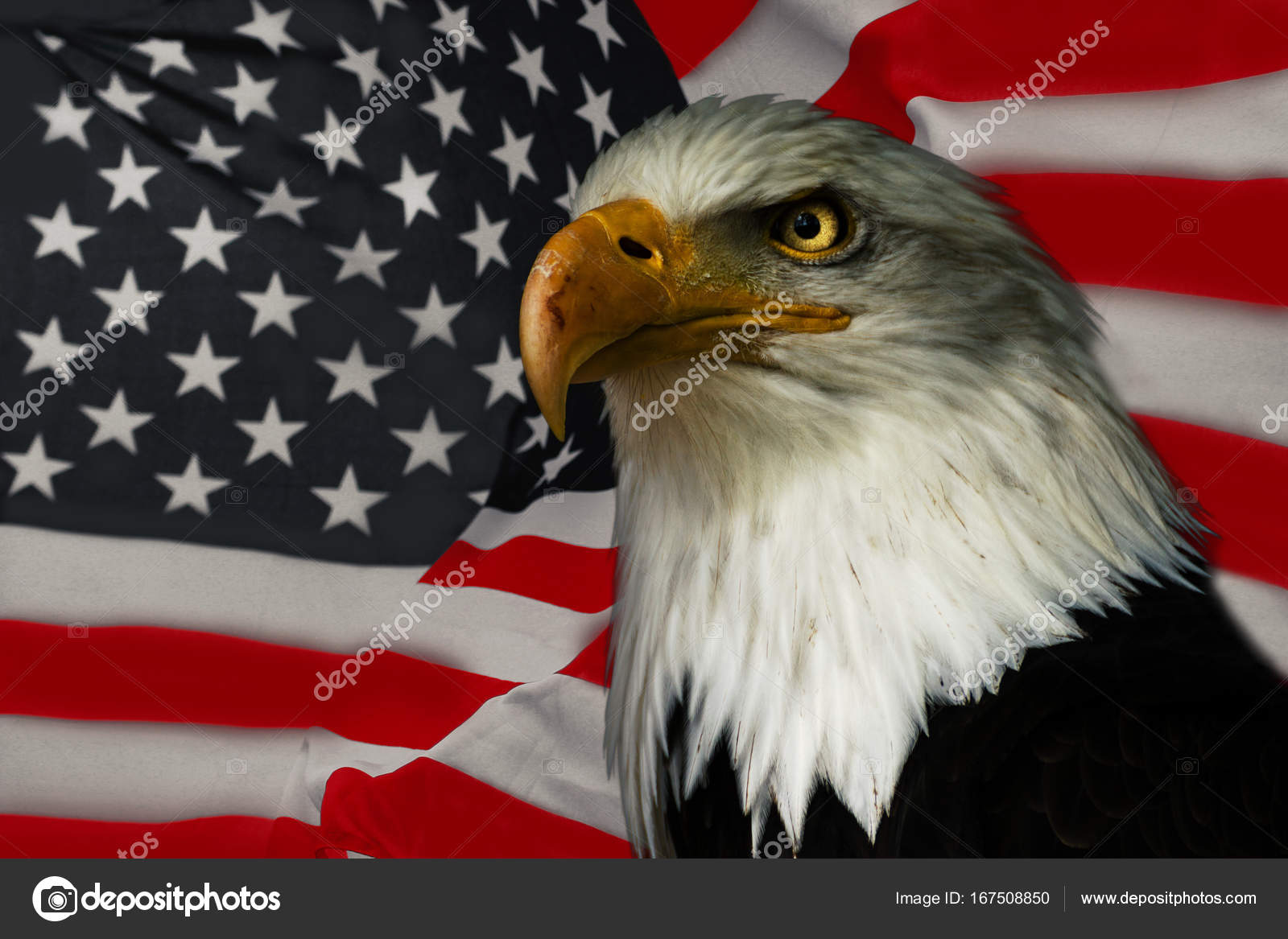 American eagle - national symbol — Stock Photo © Denisapro #167508850