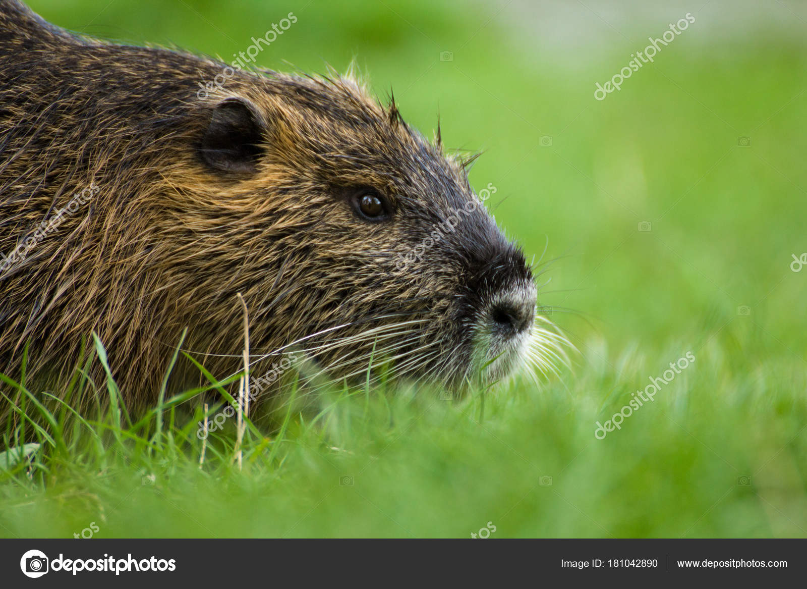 Nutria Face Grass Nature Stock Photo by ©Denisapro 181042890