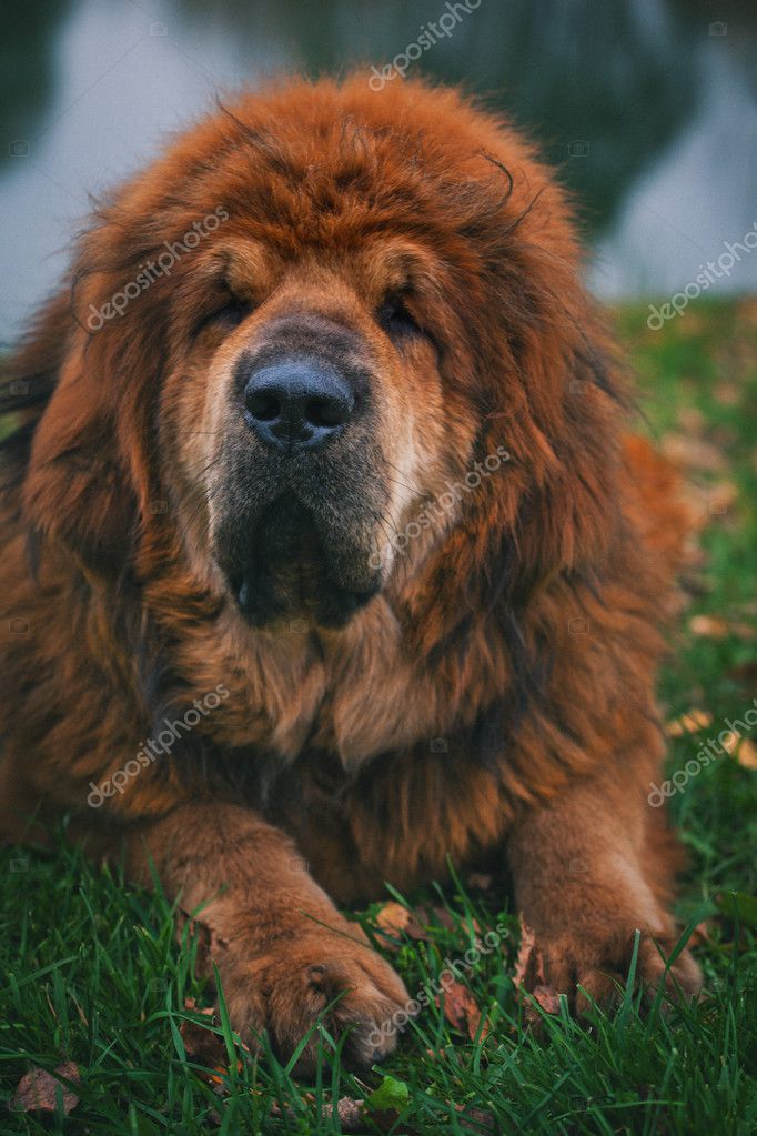 Red Himalayan Mastiff
