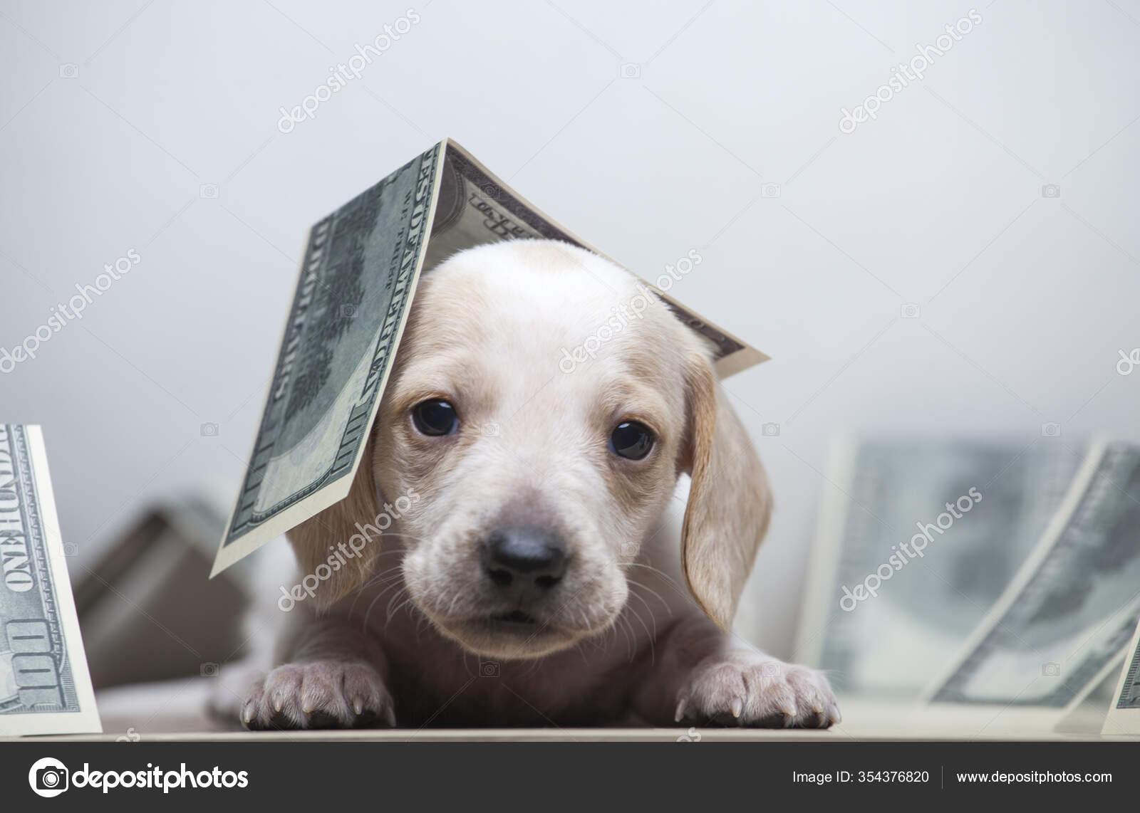 What Is A Cash Dog