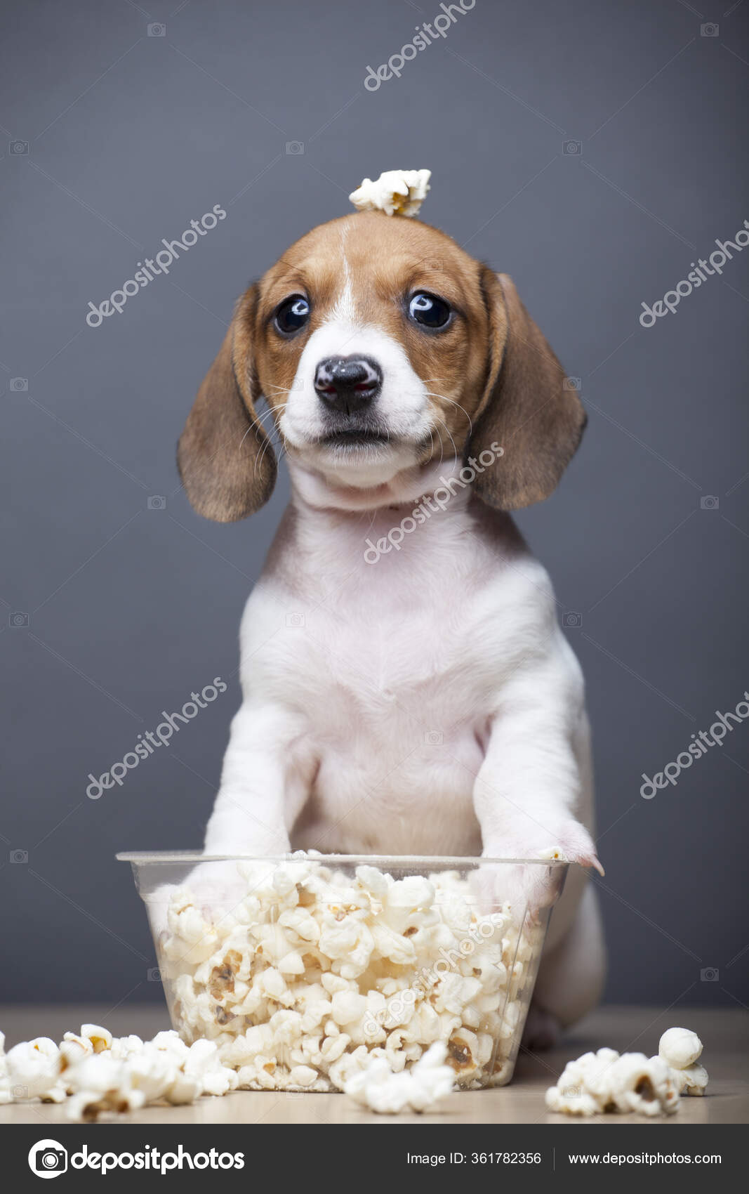 Are Dogs Able To Eat Popcorn