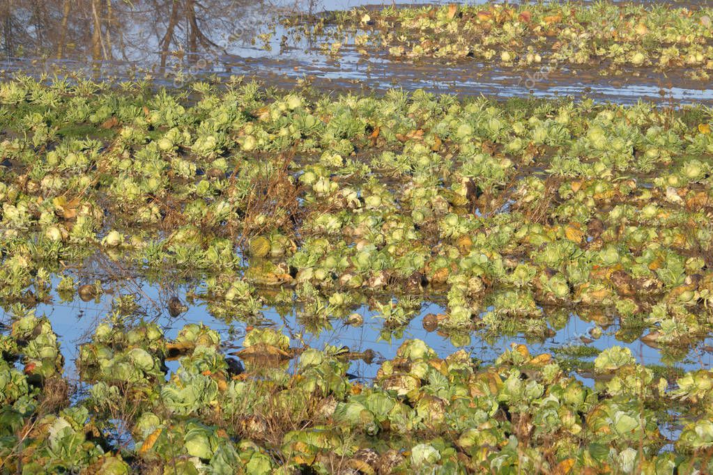 La podredumbre de repollo de invierno en el campo proporcionará ...