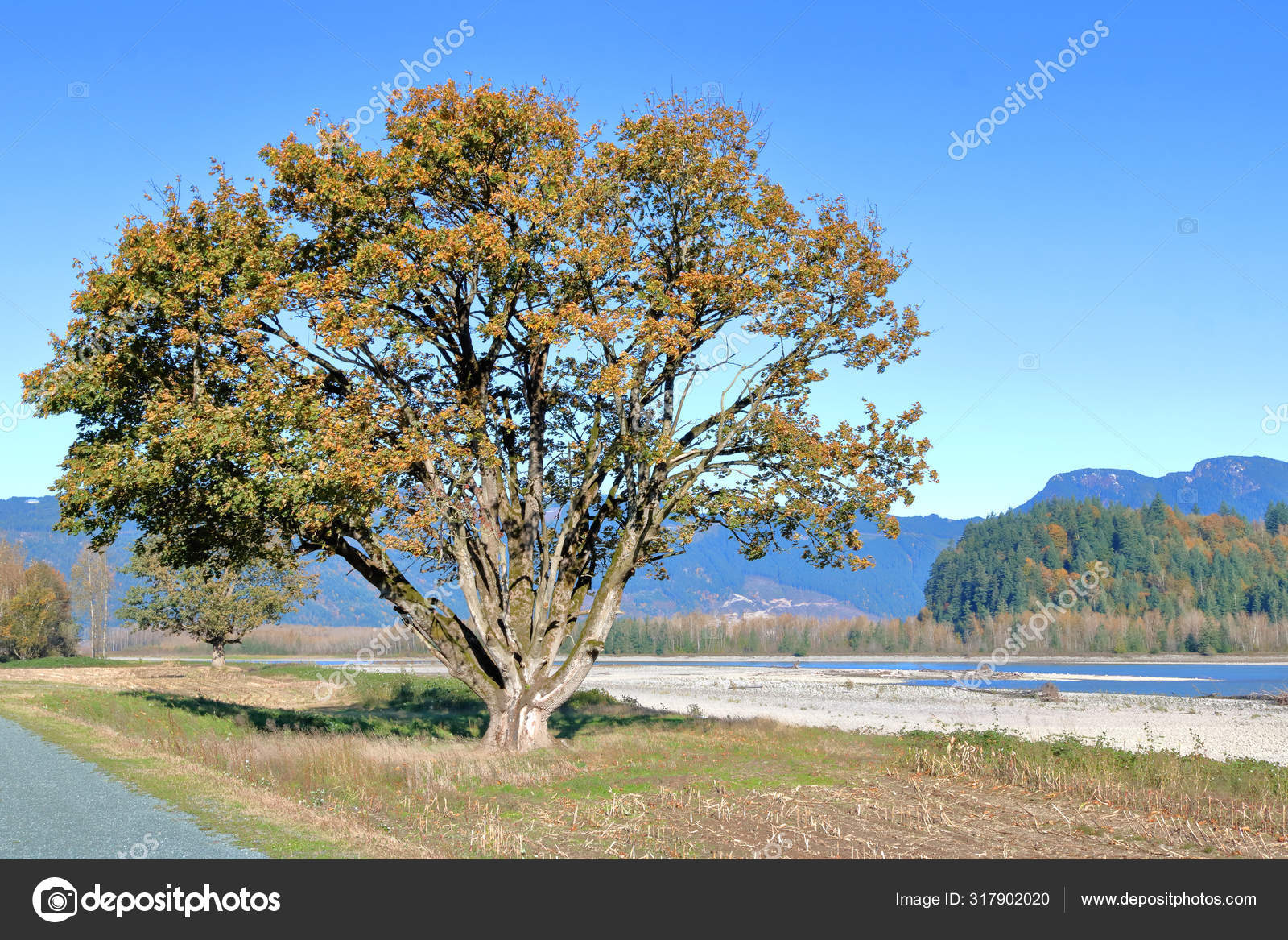 Wide View Mature Elm Tree Standing Wide Shallow River Dry — Stock Photo ...