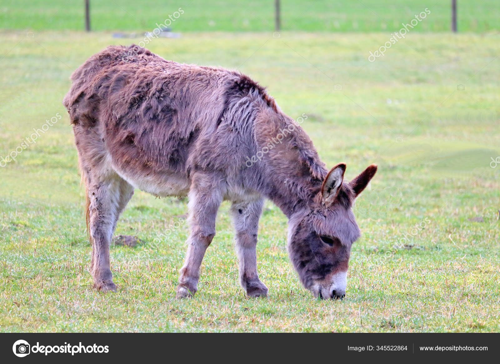 Close Full Profile View Burrow Grazing Meadow Stock Photo by ©modfos ...