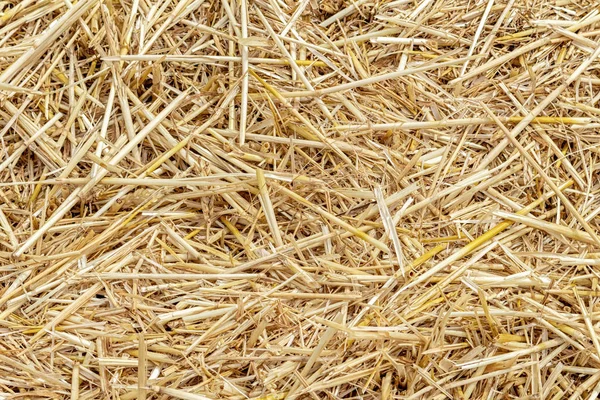 Straw thatch of grains, wheat, corn, cereals on the field after ...