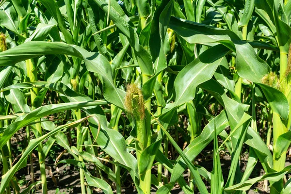 young fresh corn field growing, agriculture farming rural economy ...