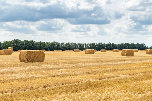 harvested cereal wheat barley rye grain field, with haystacks st ...