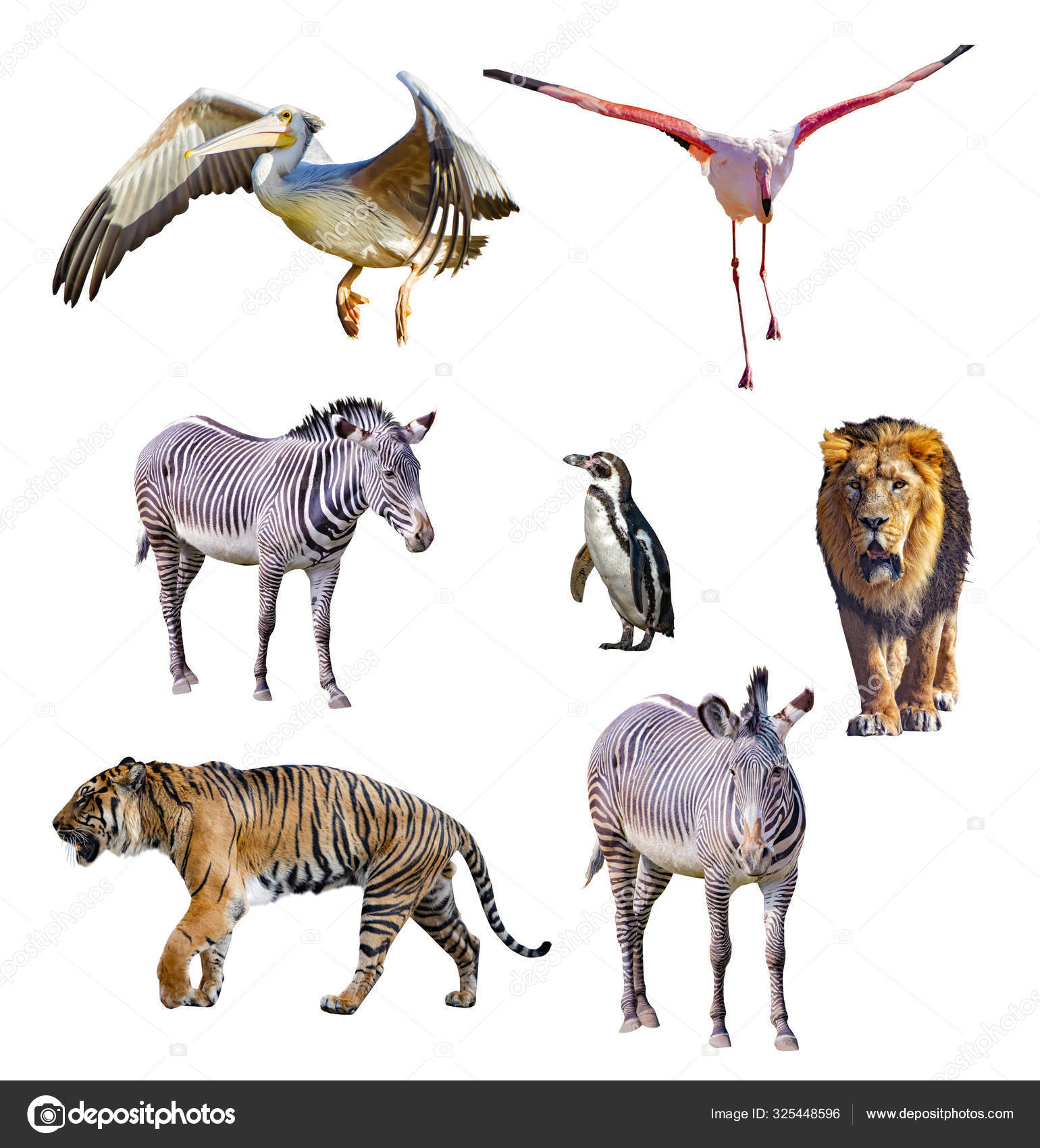 Set of african animals isolated on white background. It is collection ...