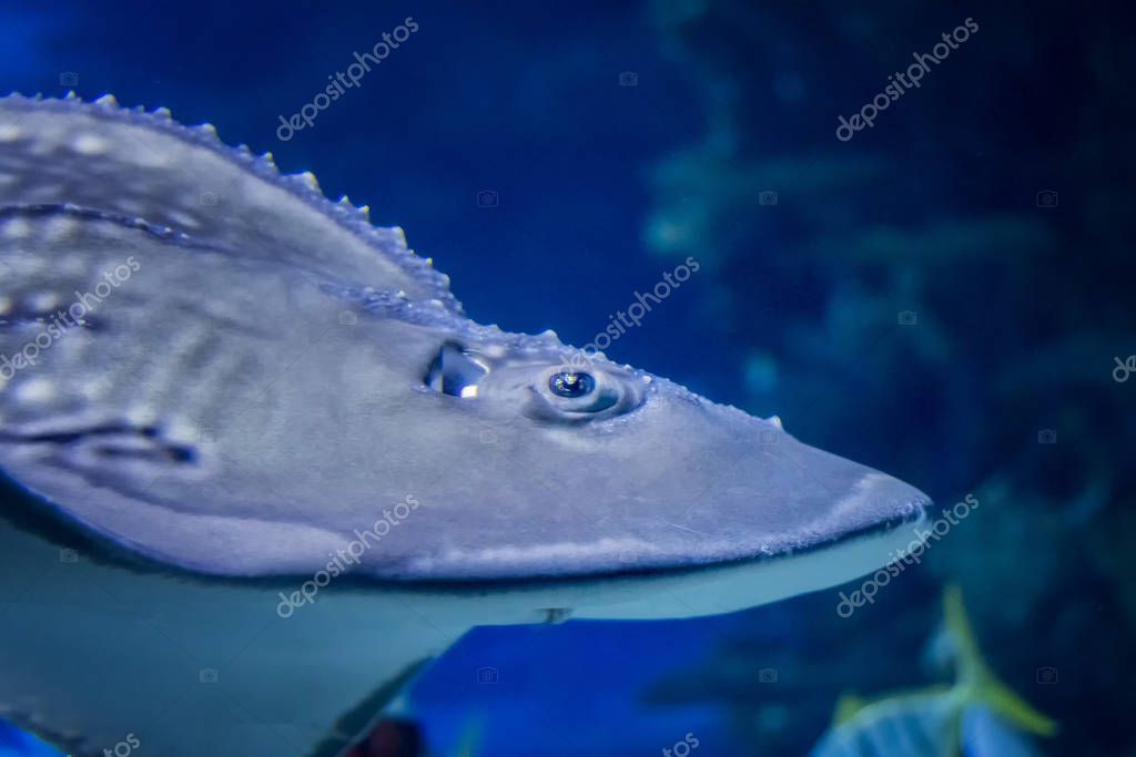 Rayas australes: DASYATIS AMERICANA en las aguas costeras tropicales ...