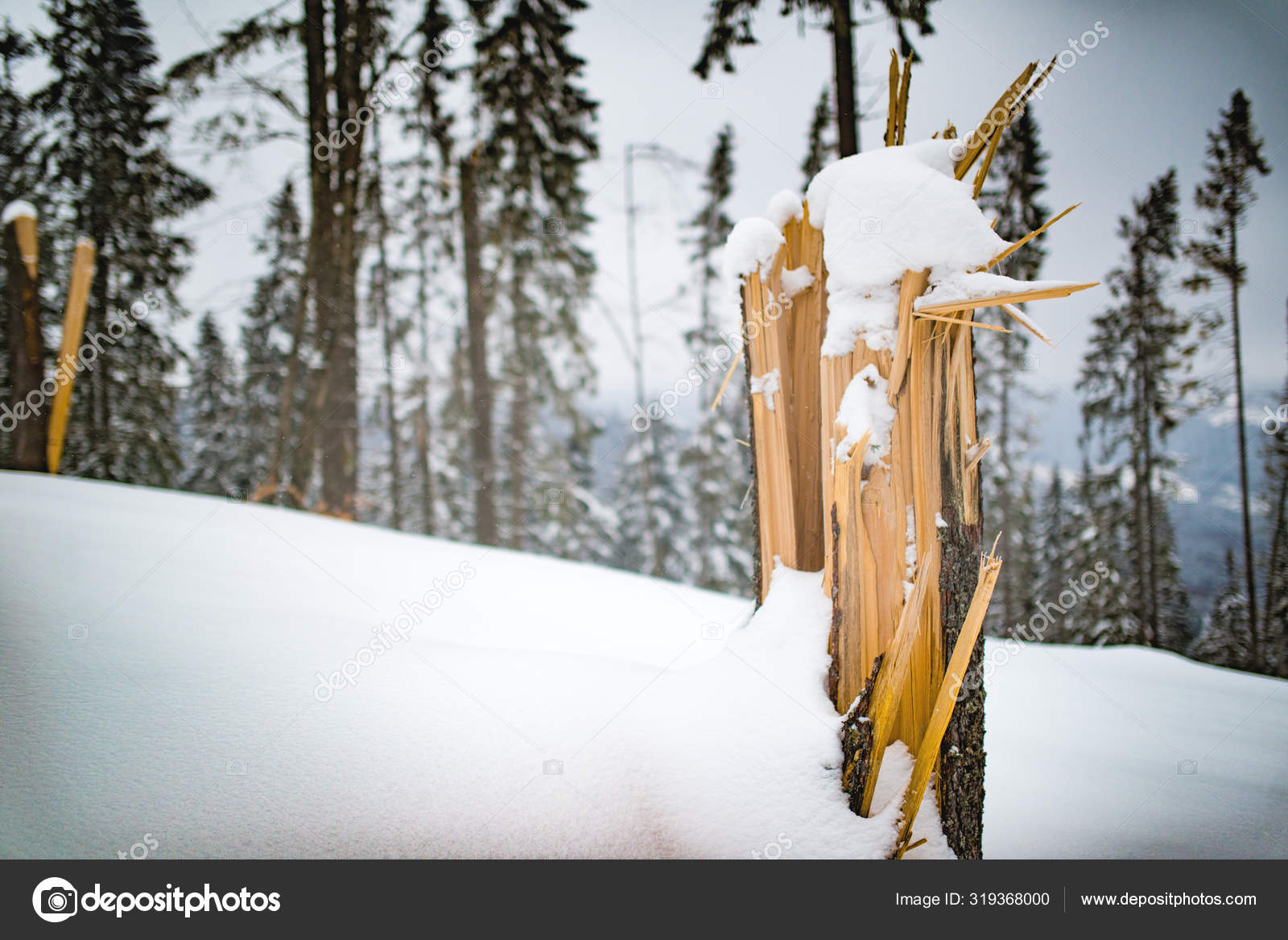 Broken spruce tree with dangerous slivers Stock Photo by ©YouraPechkin ...