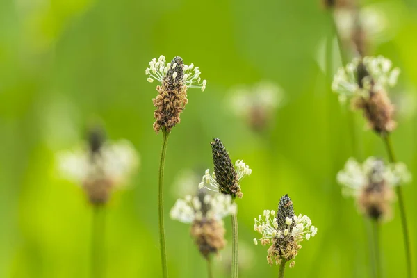 Ribwort plantain bloom Stock Photos, Royalty Free Ribwort plantain ...