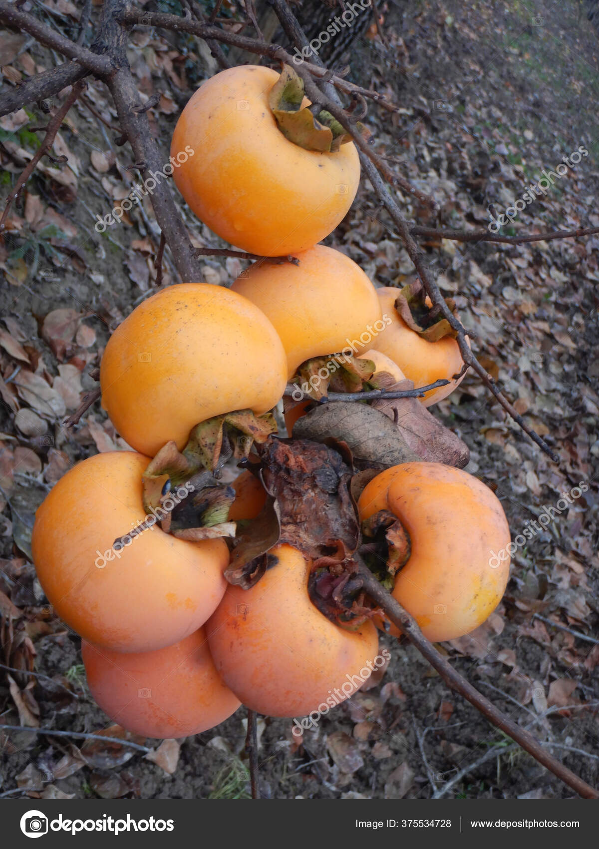 Persimmons Hanging Tree Branch Langhe Piedmont ⬇ Stock Photo, Image by ...