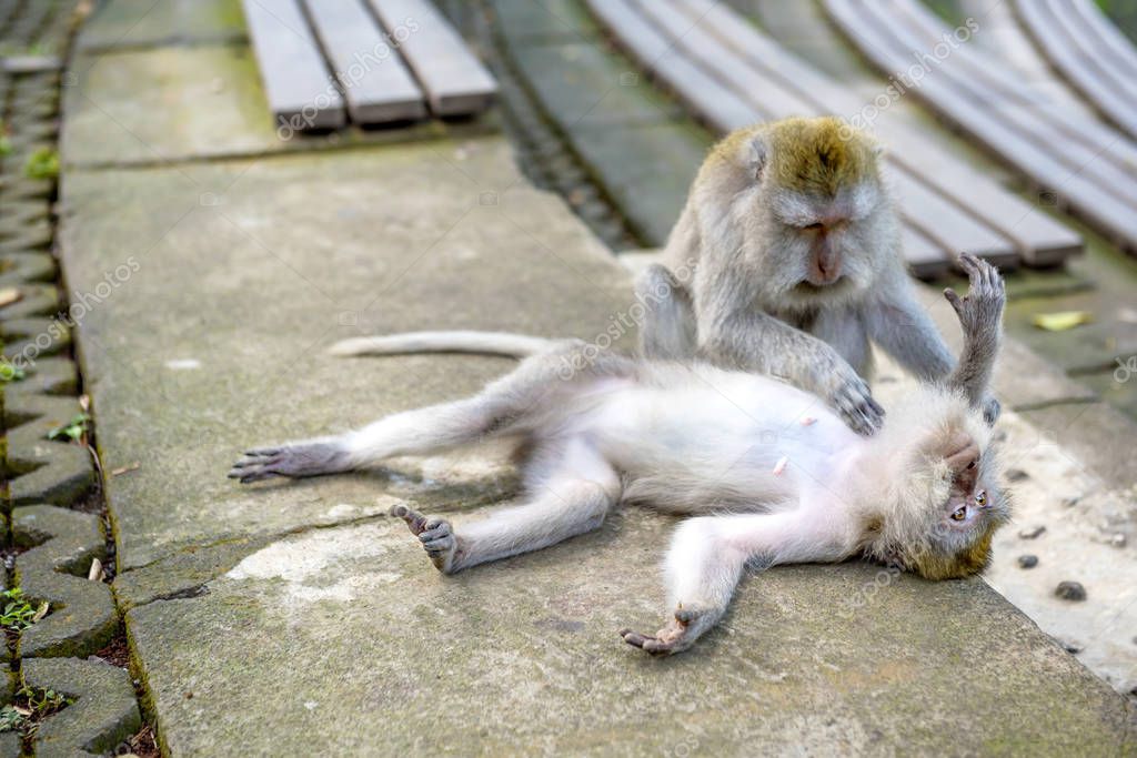 Dos monos de cola larga balineses (Macaca Fascicularis) en mono 2025