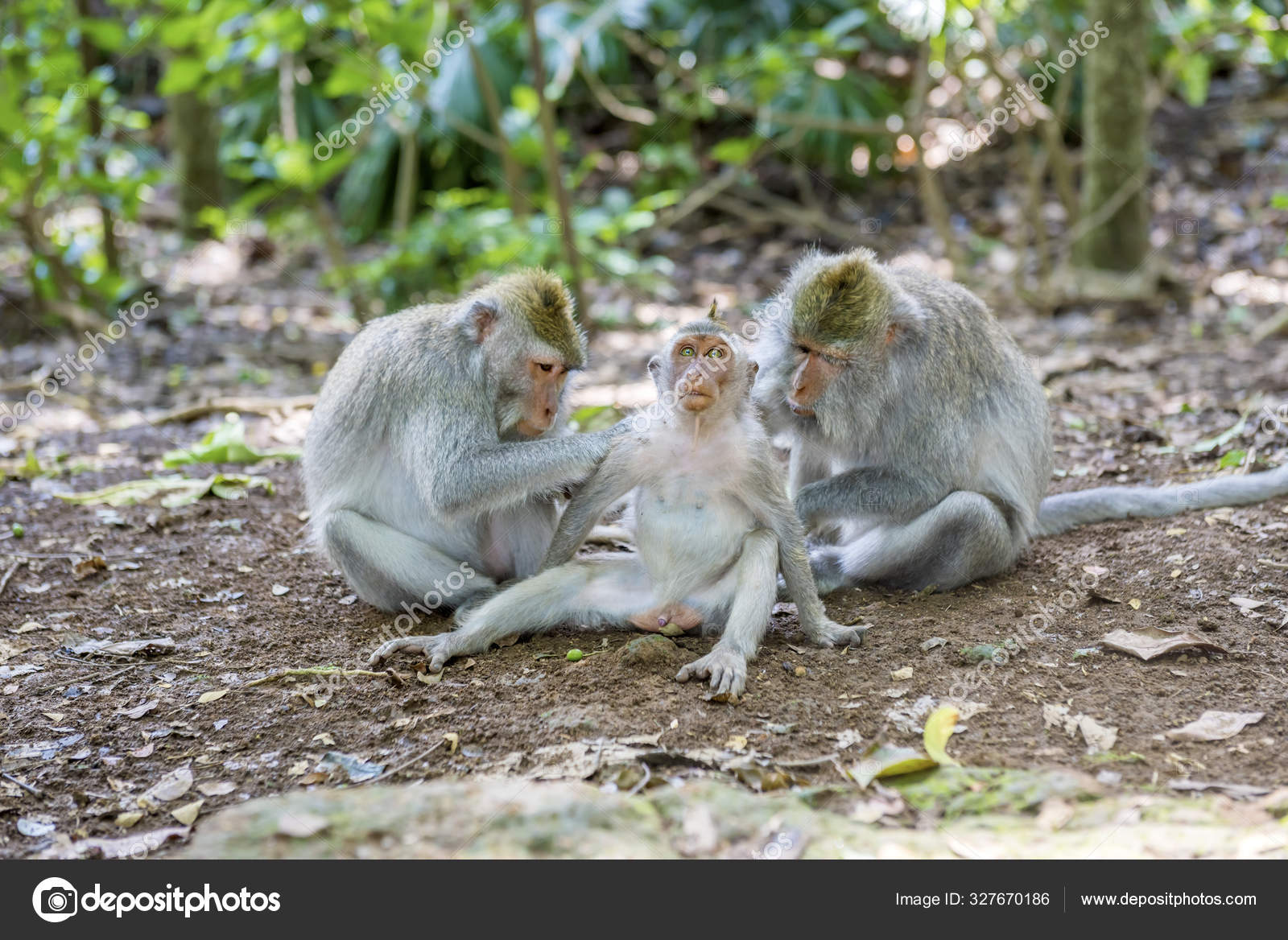 Familia de monos de cola larga balineses (Macaca Fascicularis) en M: fotografía de stock ...