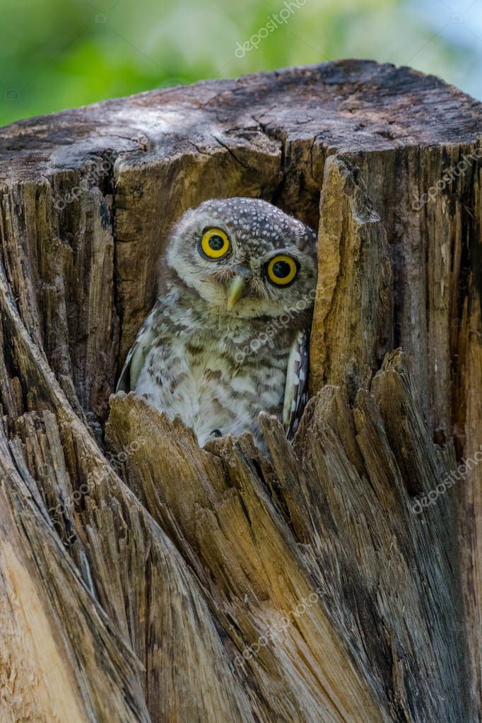 Búho manchado mirando curiosamente desde su nido en el hueco del árbol 2022
